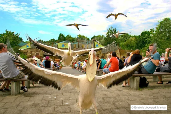 Vogelpark Marlow: Tiere ganz nah erleben
