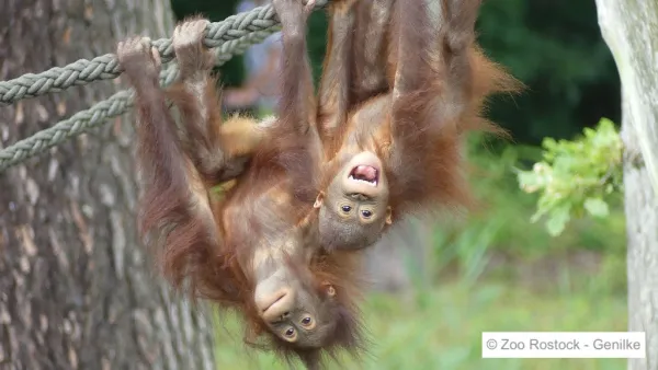 Zoo Rostock - Anfahrt | Öffnungszeiten | Alle wichtigen Informationen