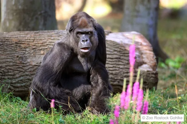 Zoo Rostock - Anfahrt | Öffnungszeiten | Alle wichtigen Informationen